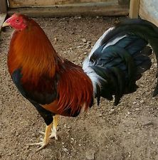 Dark Hatch Hen - My Game Fowl