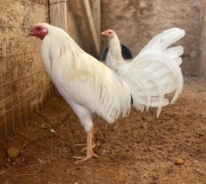 White Kelso GameFowl - My Game Fowl