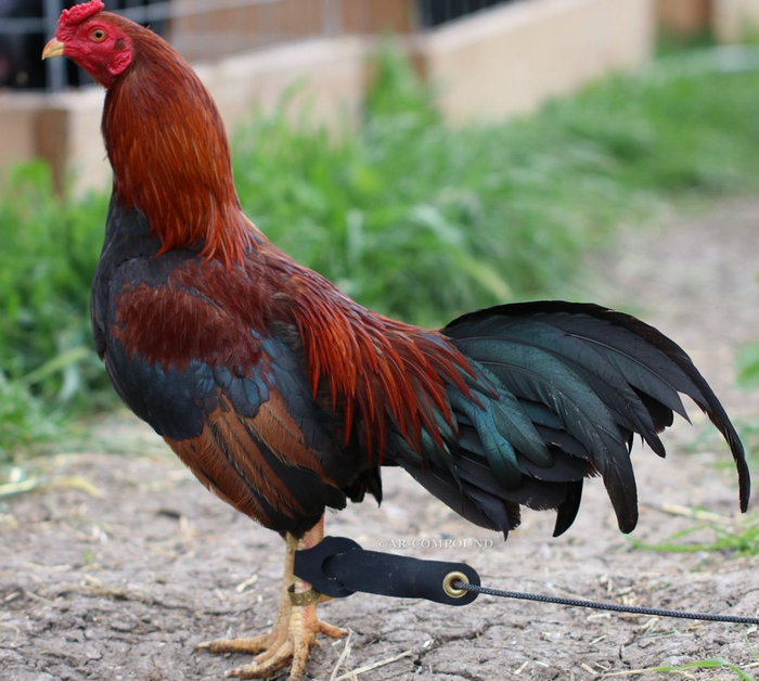3 Kelso Game Fowls - My Game Fowl