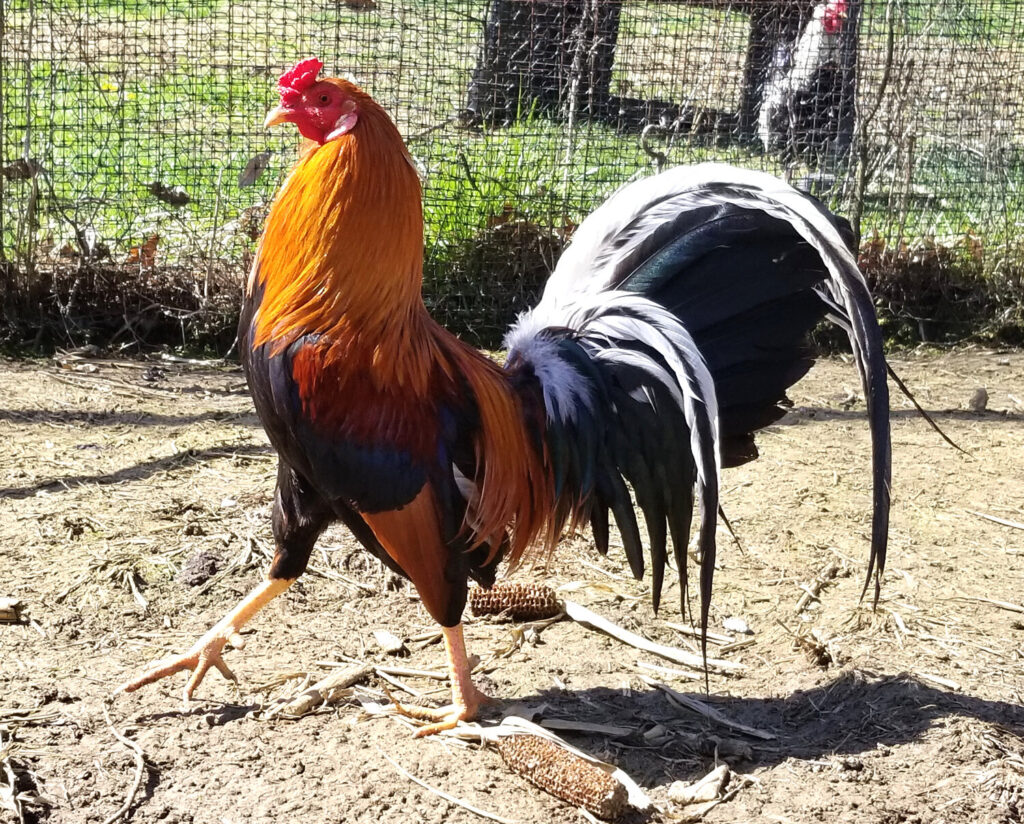Yellow leg hatch Albany - My Game Fowl