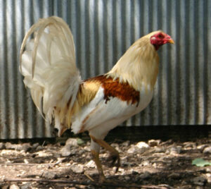 American Gamefowl - My Game Fowl