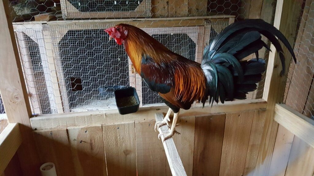 Sweater Stag - My Game Fowl