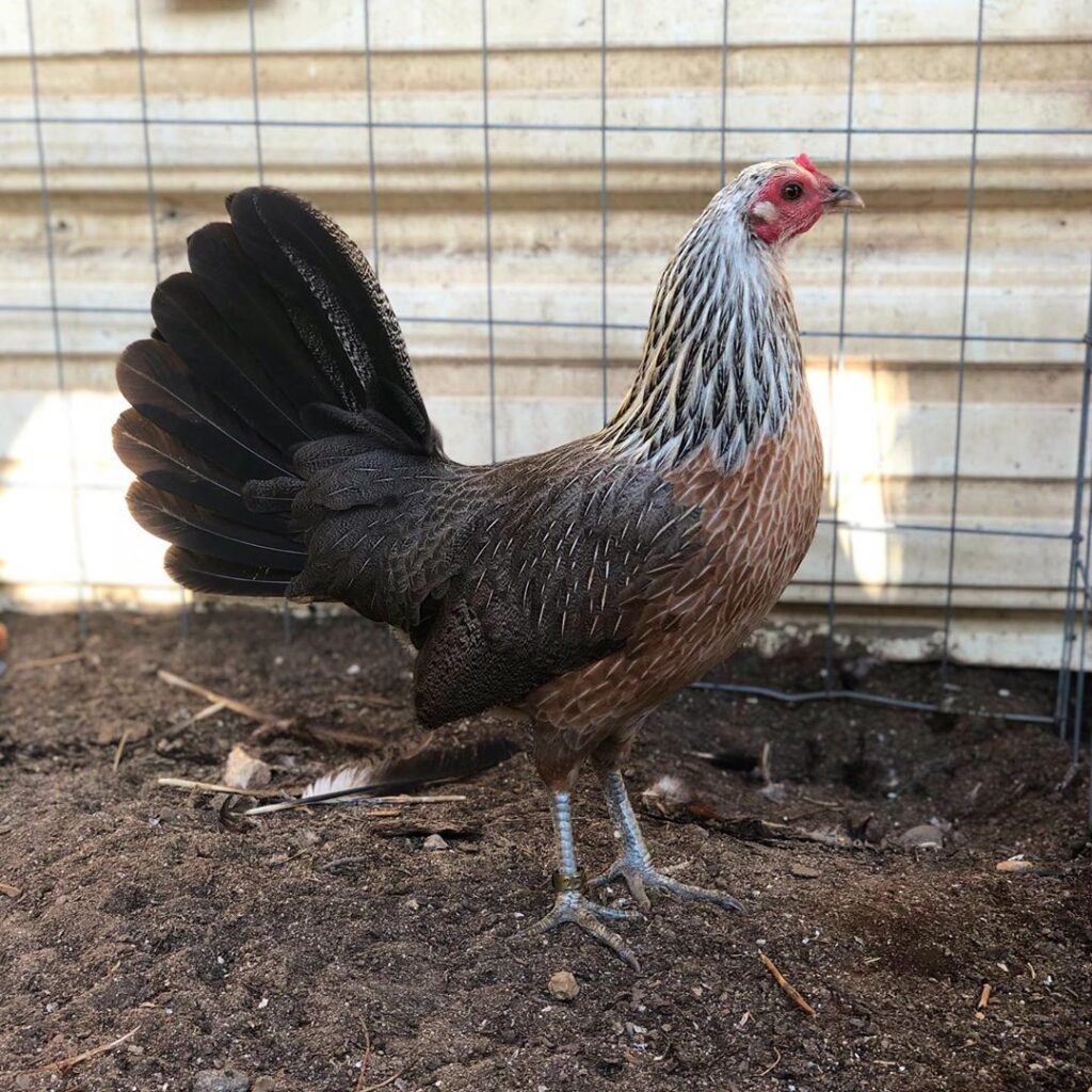 Regular Grey Hen - My Game Fowl