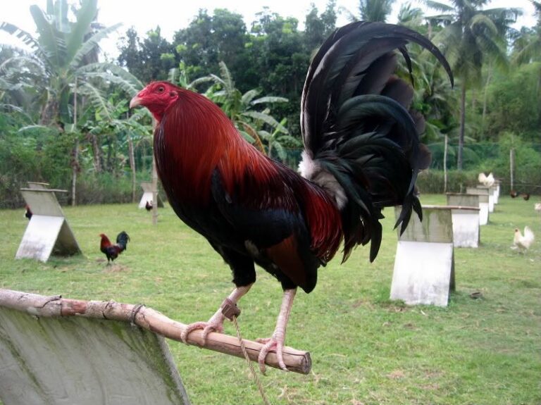 Hugh Norman Roundhead - My Game Fowl
