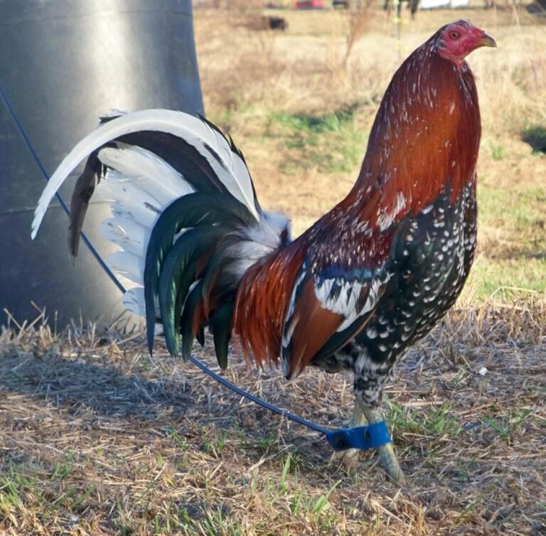 Gerard Hatch - My Game Fowl