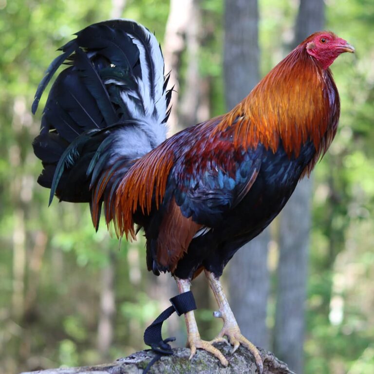 Yellow leg hatch Albany - My Game Fowl