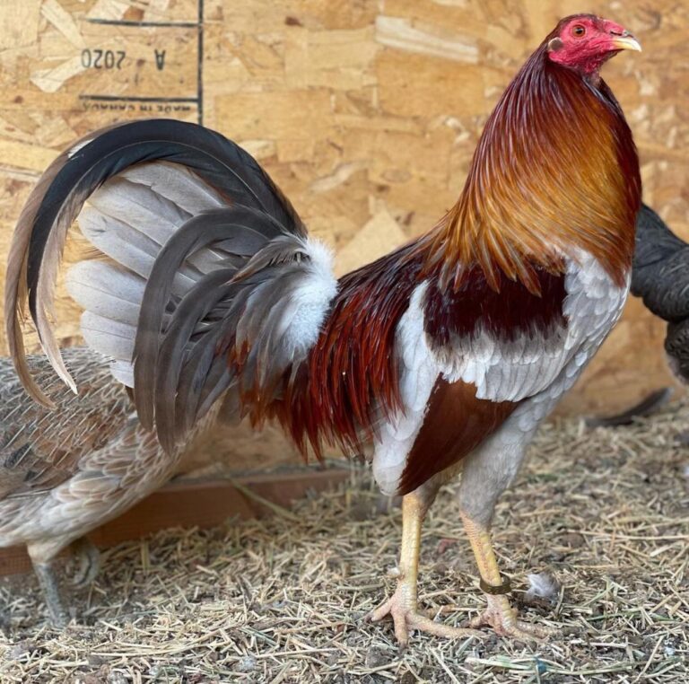 Blue Grey Rooster - My Game Fowl