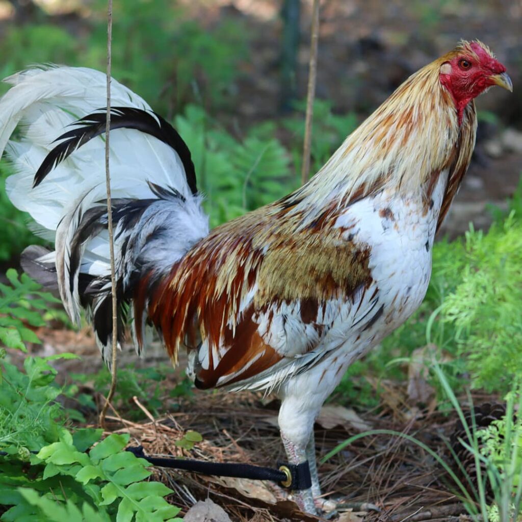 Minor Blue Rooster - My Game Fowl