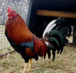 Albany Gamefowl Hatching Eggs - My Game Fowl