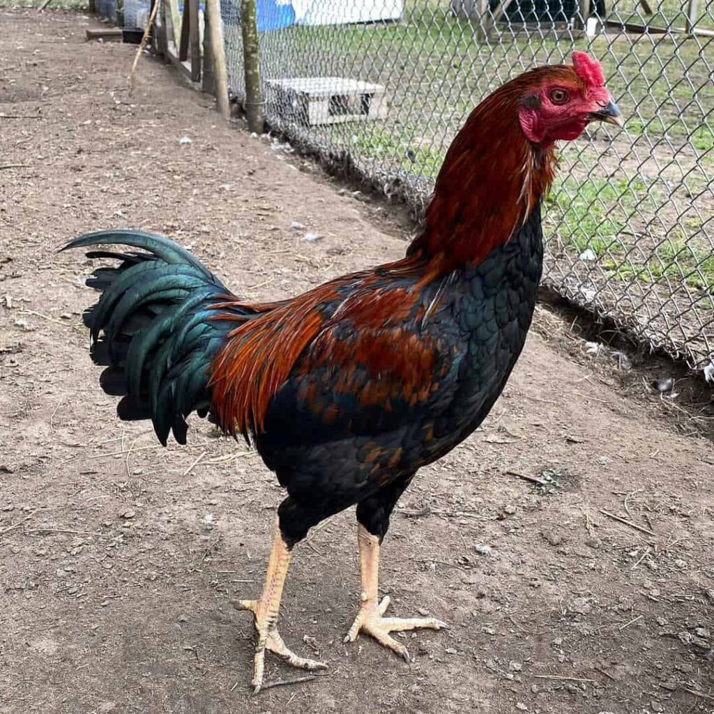 Wheaten Aseel - My Game Fowl