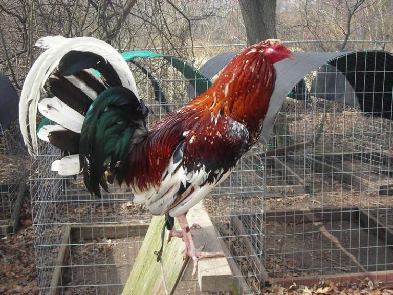 Morgan Whitehackle Gamefowl - My Game Fowl