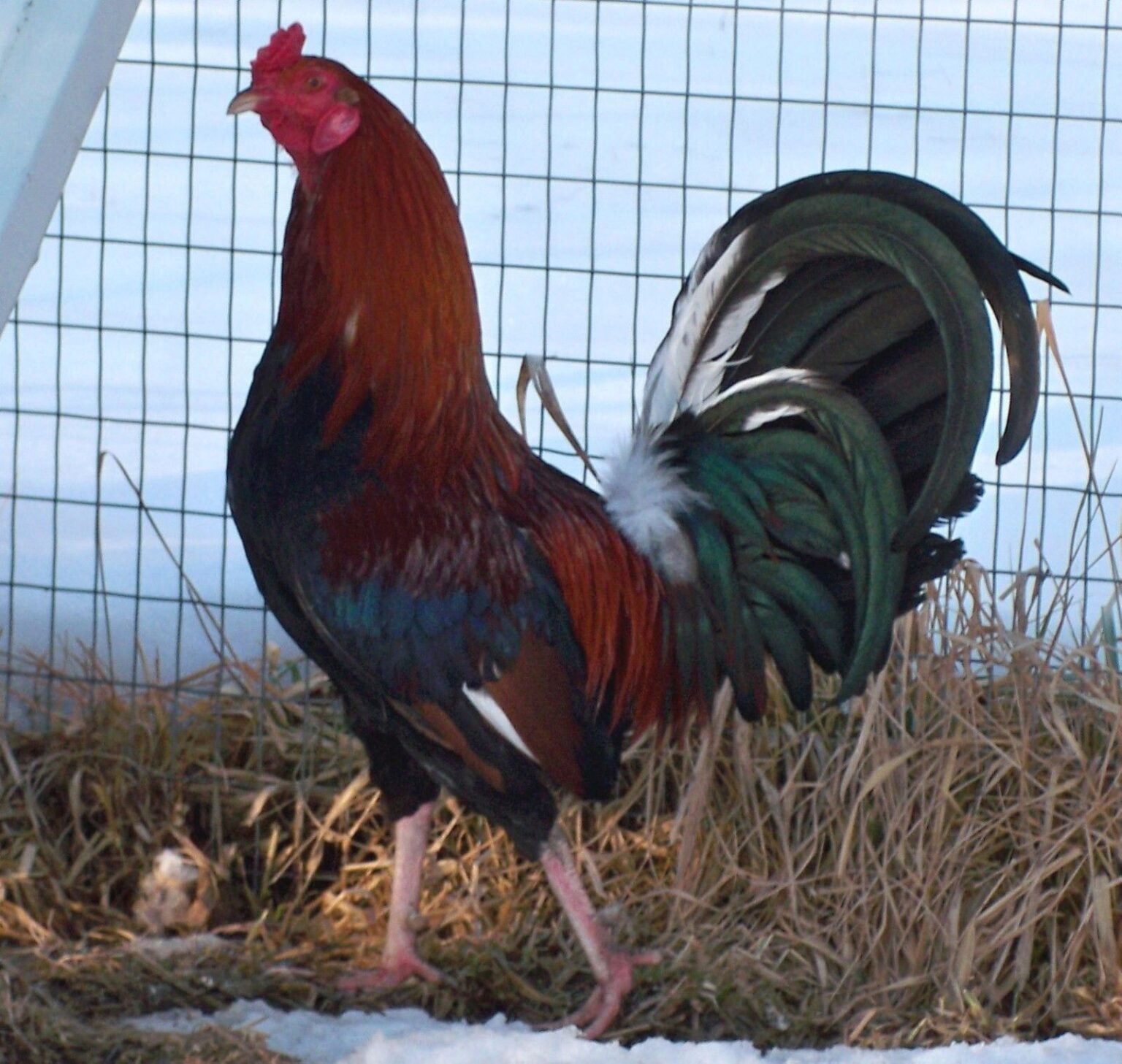 Golden Monkey Sweater - My Game Fowl