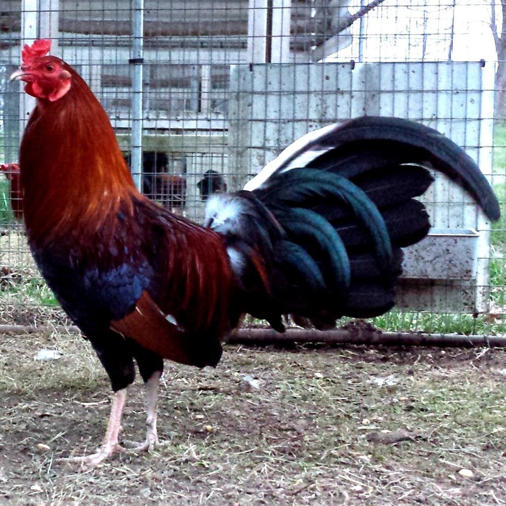Lacey Roundhead Rooster - My Game Fowl