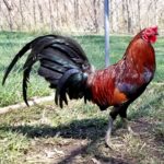 Rat Graves Leiper - My Game Fowl